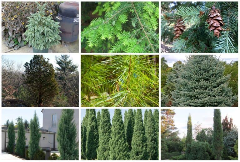 8 Excellent Evergreen Trees That Will Thrive in USDA Zone 7