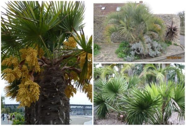 9 Types of Palm Trees in California (Including Native Palm)