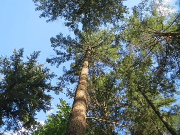 20 Common Types of Washington State Native Trees