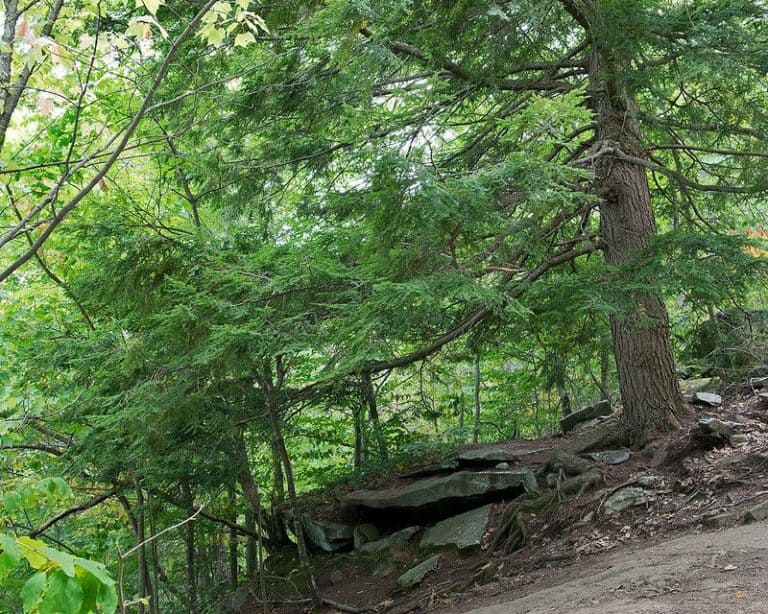 25 Most Common Types of Trees in Tennessee (Including Native)