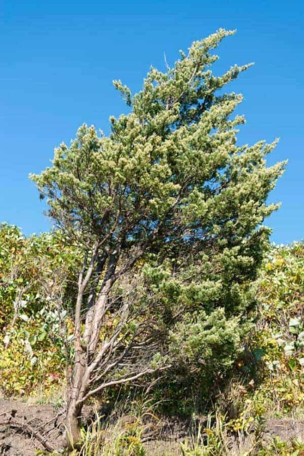 11 Evergreen Trees for Illinois for All-Year Color & Privacy
