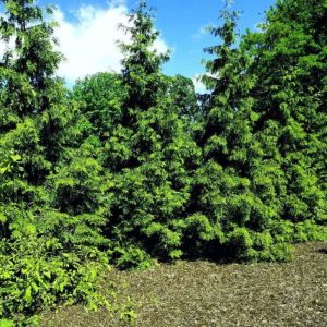 11 Evergreen Trees for Illinois for All-Year Color & Privacy