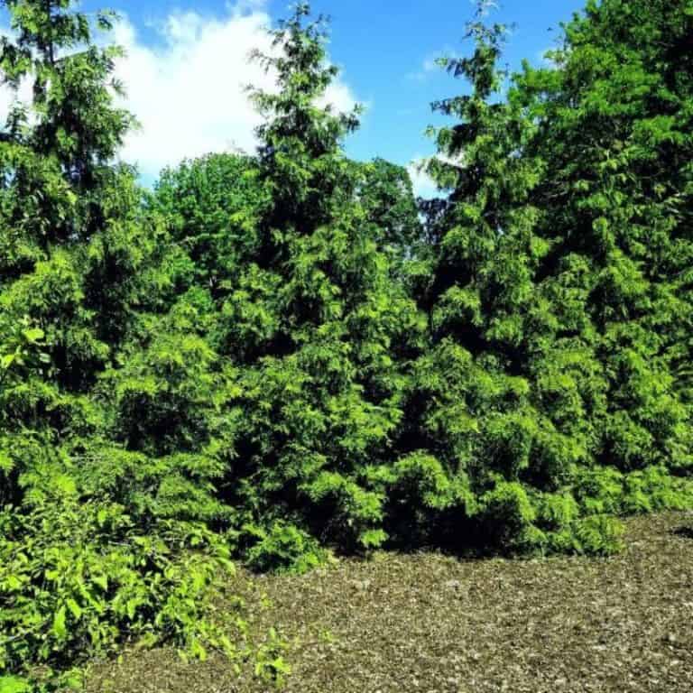 11 Evergreen Trees for Illinois for All-Year Color & Privacy