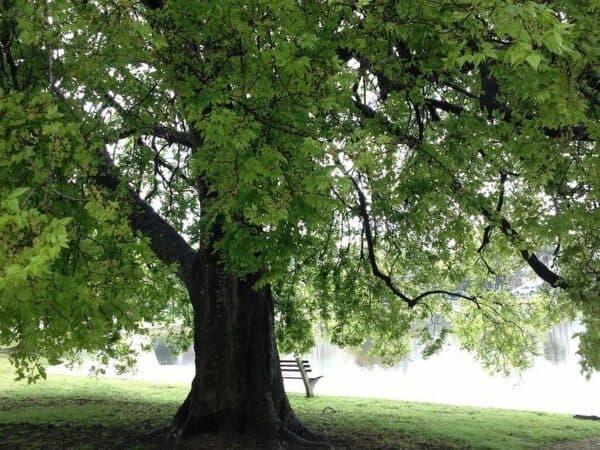 9 Fast-Growing Trees for Maryland (Including Shade Trees)