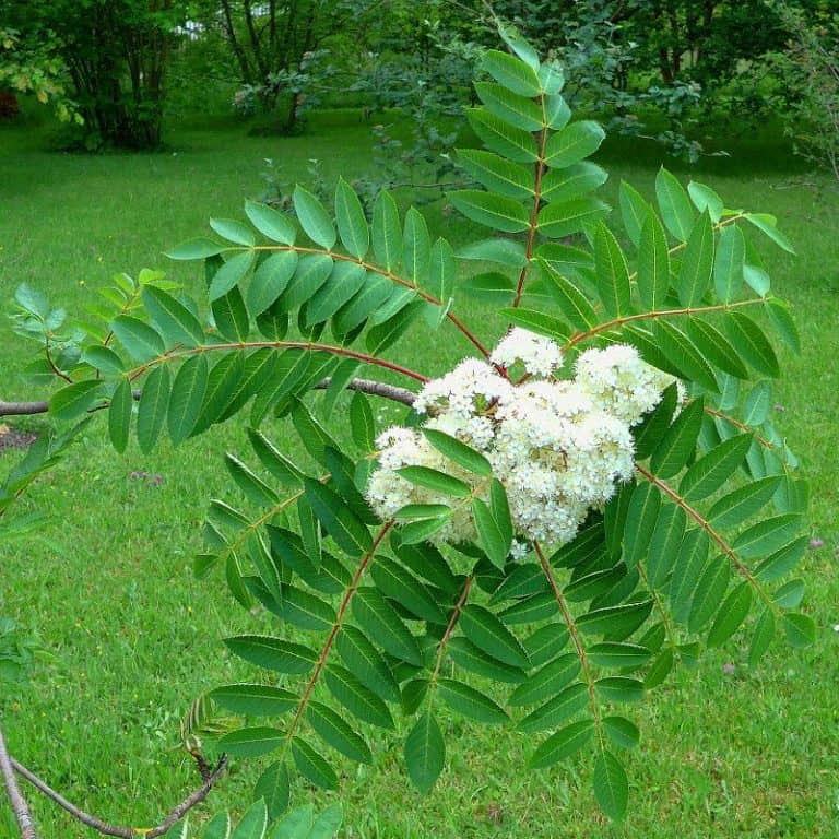 6 Small Trees for Illinois (Perfect for Tight Spaces)