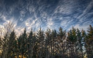 20 Common Types of Washington State Native Trees