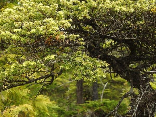 20 Common Types of Washington State Native Trees