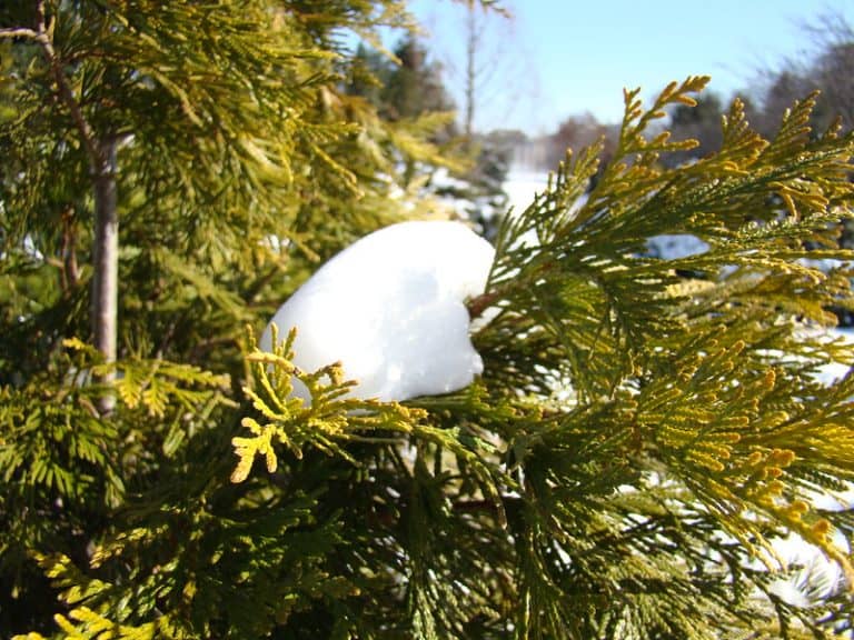 20 Common Types of Washington State Native Trees