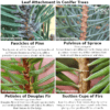 18 Different Types of Spruce Trees & Their Identifying Features