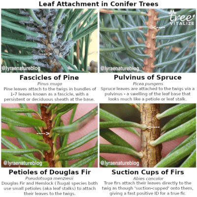 18 Different Types of Spruce Trees & Their Identifying Features