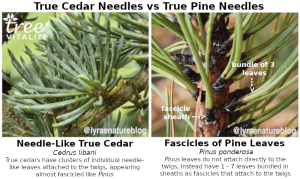 17 Different Types of Cedar Trees & Their Identifying Features
