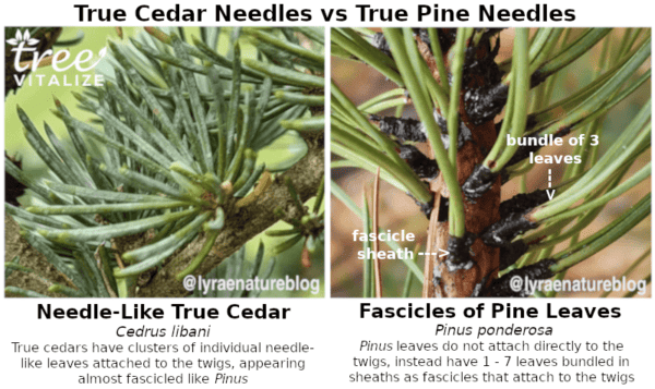 17 Different Types of Cedar Trees & Their Identifying Features