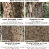18 Different Types of Spruce Trees & Their Identifying Features