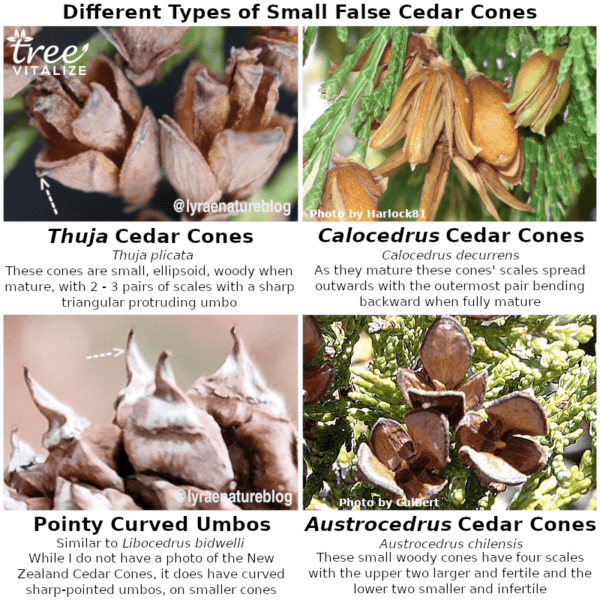17 Different Types of Cedar Trees & Their Identifying Features