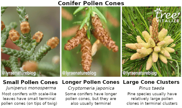 17 Different Types of Cedar Trees & Their Identifying Features