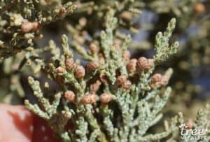 25 Different Types of Juniper Trees & Their Identifying Features
