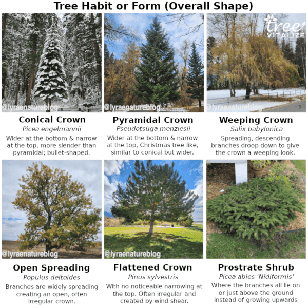 17 Different Types of Cedar Trees & Their Identifying Features