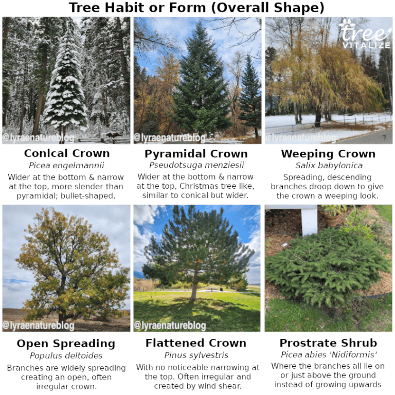 17 Different Types of Cedar Trees & Their Identifying Features