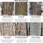 17 Different Types of Cedar Trees & Their Identifying Features