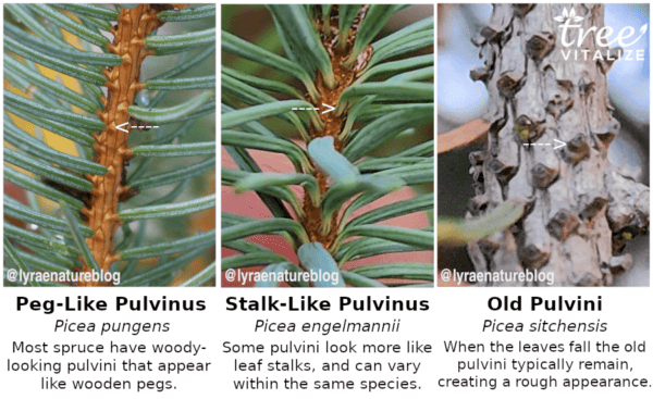 18 Different Types of Spruce Trees & Their Identifying Features
