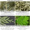 17 Different Types of Cedar Trees & Their Identifying Features