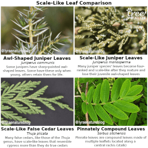 17 Different Types of Cedar Trees & Their Identifying Features