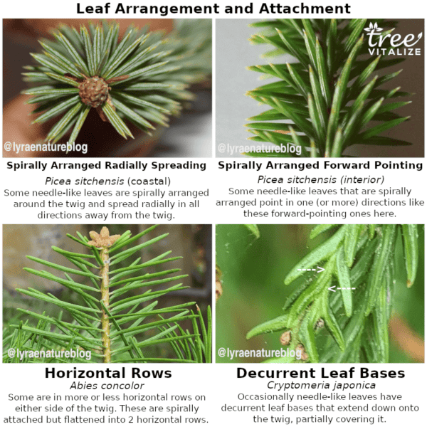 18 Different Types of Spruce Trees & Their Identifying Features