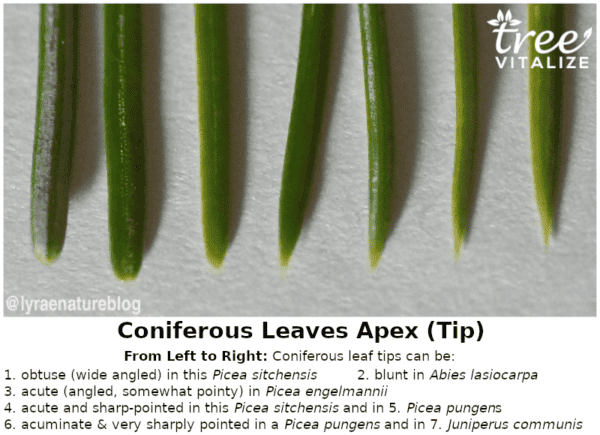 17 Different Types of Cedar Trees & Their Identifying Features