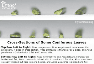 18 Different Types of Spruce Trees & Their Identifying Features