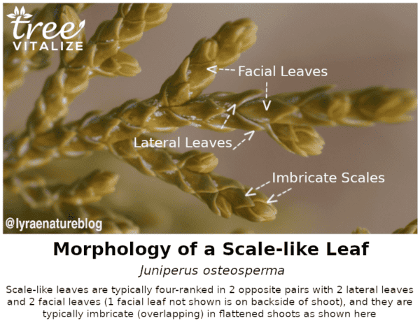 17 Different Types of Cedar Trees & Their Identifying Features