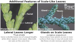 17 Different Types of Cedar Trees & Their Identifying Features