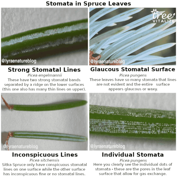 18 Different Types of Spruce Trees & Their Identifying Features