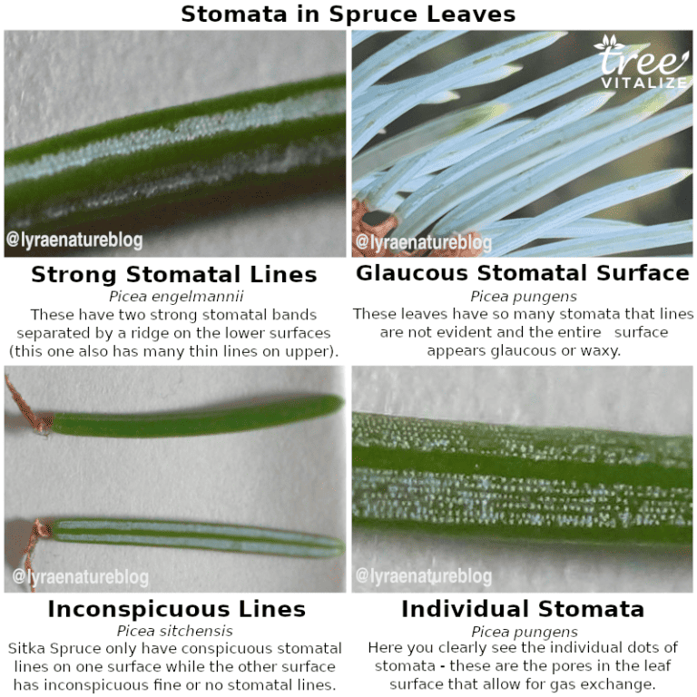 18 Different Types of Spruce Trees & Their Identifying Features