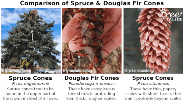 18 Different Types of Spruce Trees & Their Identifying Features
