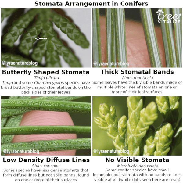 17 Different Types of Cedar Trees & Their Identifying Features