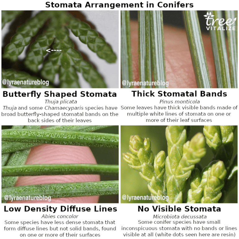 17 Different Types of Cedar Trees & Their Identifying Features