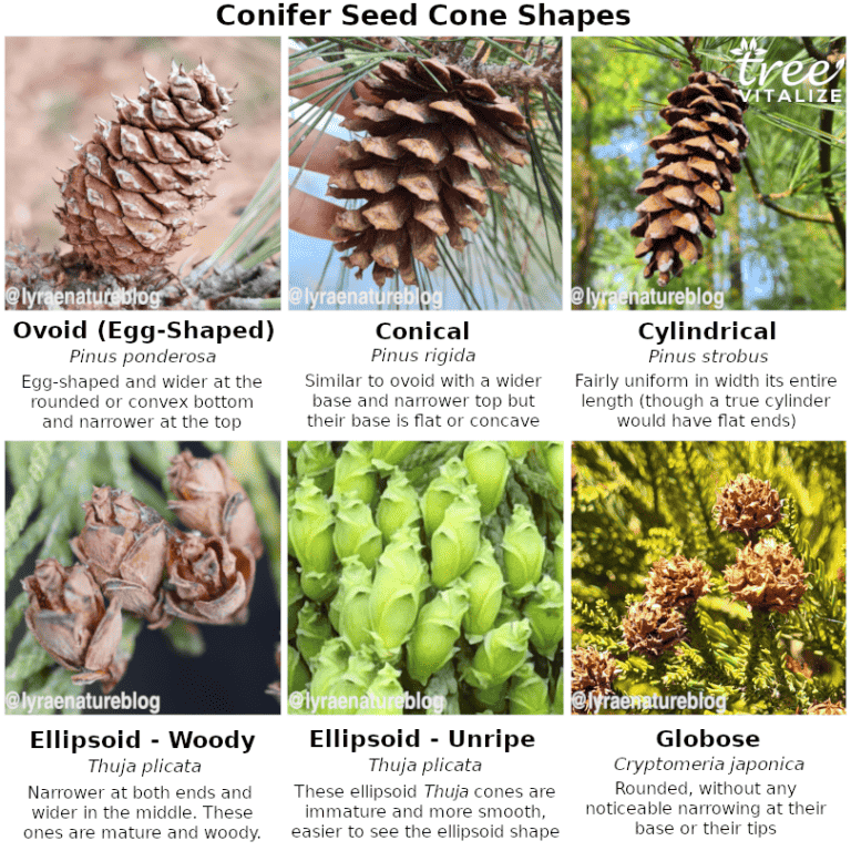 17 Different Types of Cedar Trees & Their Identifying Features