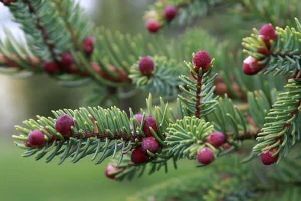 18 Different Types of Spruce Trees & Their Identifying Features