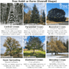 18 Different Types of Spruce Trees & Their Identifying Features