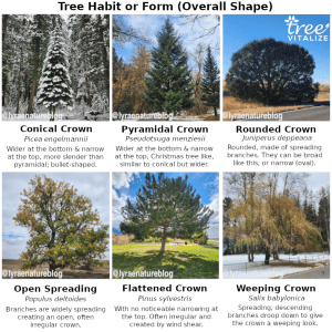18 Different Types of Spruce Trees & Their Identifying Features