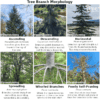 18 Different Types of Spruce Trees & Their Identifying Features