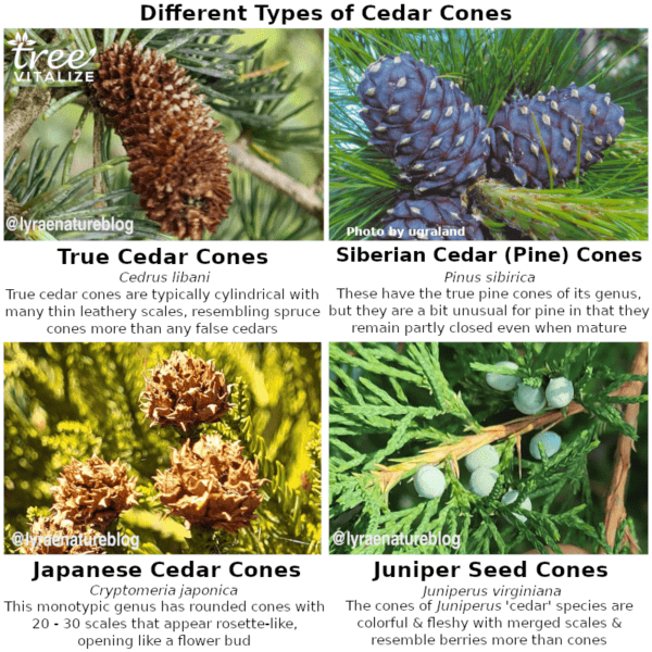 17 Different Types of Cedar Trees & Their Identifying Features