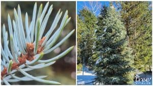 8 Excellent Evergreen Trees That Will Thrive in USDA Zone 7 - Tree Vitalize