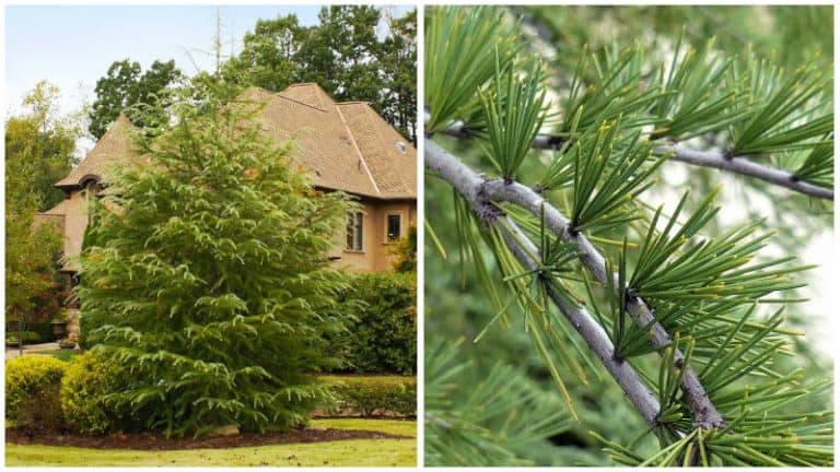 17 Different Types of Cedar Trees & Their Identifying Features
