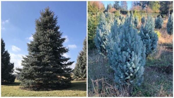 18 Different Types of Spruce Trees & Their Identifying Features