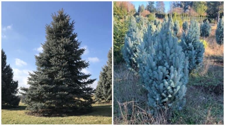 18 Different Types of Spruce Trees & Their Identifying Features