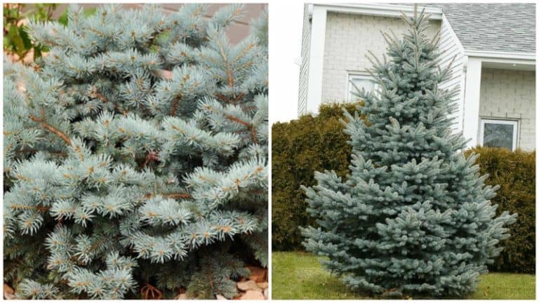 18 Different Types of Spruce Trees & Their Identifying Features