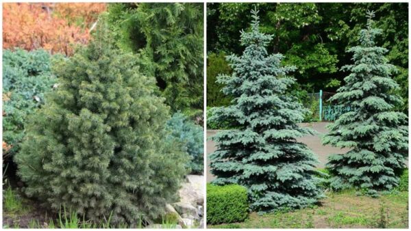 18 Different Types of Spruce Trees & Their Identifying Features