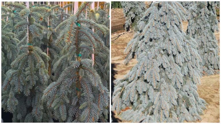 18 Different Types of Spruce Trees & Their Identifying Features