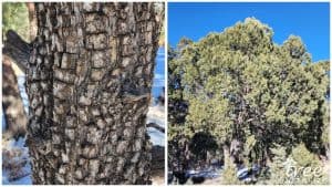 25 Different Types of Juniper Trees & Their Identifying Features